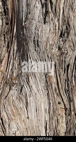 Close up Big of teak tree Branch Stock Photo - Alamy