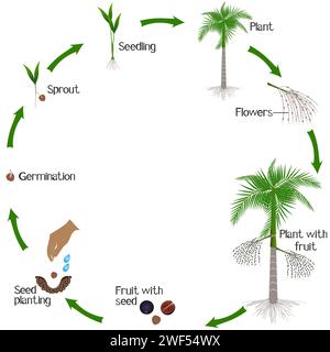 Life cycle of acai palm tree on a green background Stock Vector Image ...