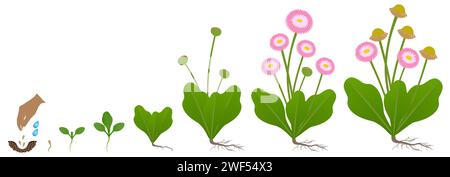 A growth cycle of daisy plant on a white background Stock Vector Image ...
