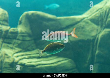 Different fishes swimming in sea aquarium Stock Photo - Alamy