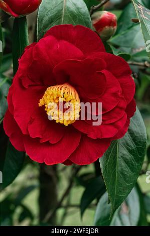 Camellia japonica 'San Dimas' Stock Photo - Alamy