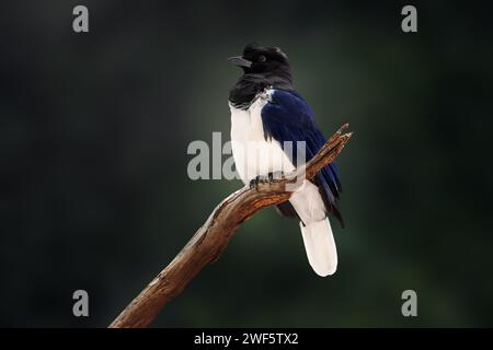 Curl crested Jay Bird of the species Cyanocorax cristatellus Stock ...