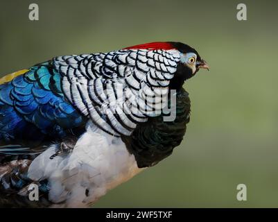 Male Lady Amherst Pheasant (Chrysolophus amherstiae Stock Photo - Alamy