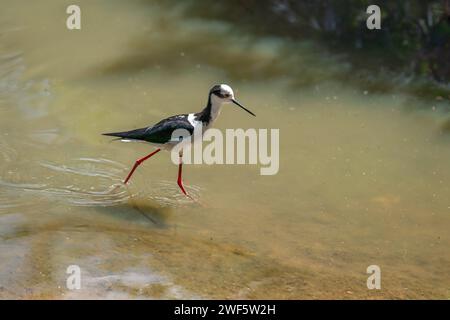 Cute bird black winged Stilt. Colorful nature background. Bird: Black ...