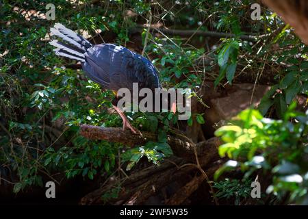 The crestless curassow. Mitu tomentosum, is a species of bird in the ...