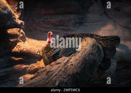 Argentine Boa snake (Boa constrictor occidentalis Stock Photo - Alamy