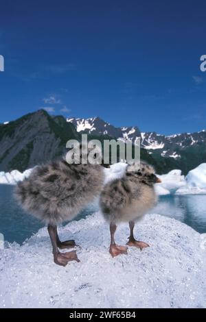 muw gulls Larus canus on cliffs in Kenai Fjords National Park ...