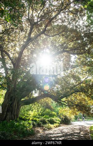 Morton Bay Fig Tree, Royal Botanic Gardens, Melbourne, Victoria ...