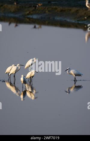 A group of little egrets in the shallow waters Stock Photo - Alamy