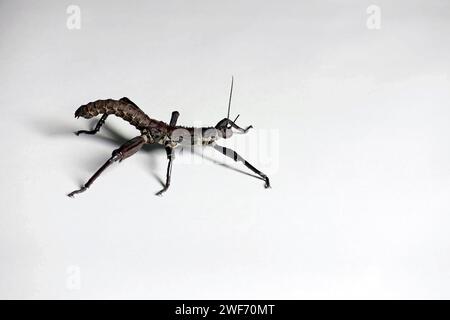 Studio shot of an adult male of Eurycantha calcarata. Tropical stick ...