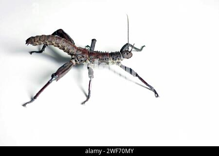 Studio shot of an adult male of Eurycantha calcarata. Tropical stick ...