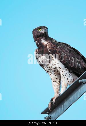 African Hawk Eagle Namibia Stock Photo - Alamy