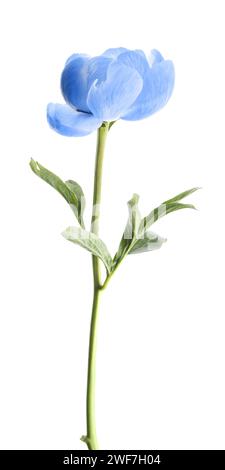 Beautiful light blue peony with green leaves on white background Stock ...