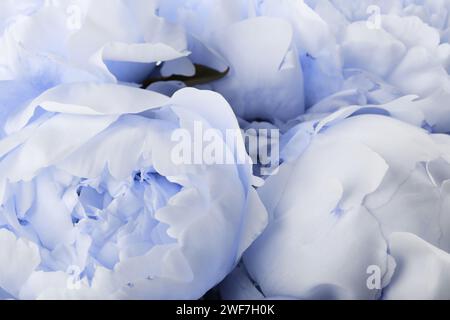 Beautiful light violet peonies as background, closeup view Stock Photo ...