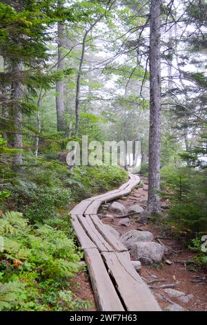 Elevated Log Trail through Acadia National Park Stock Photo - Alamy