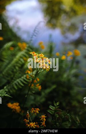 green arctic fern plant in summer sunshine Stock Photo - Alamy