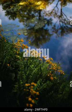 green arctic fern plant Stock Photo - Alamy