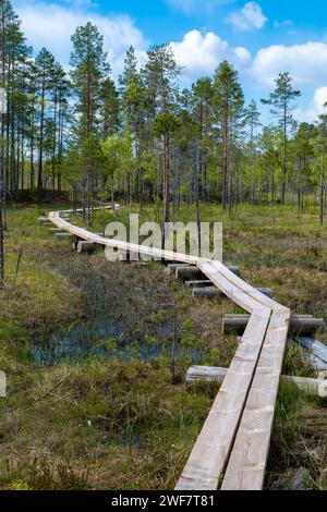 Wooden boardwalk crossing a natural bog with pine trees, wetland ...