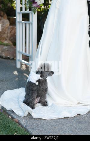 A gray puddle sitting on the tail of a white wedding dress Stock Photo ...
