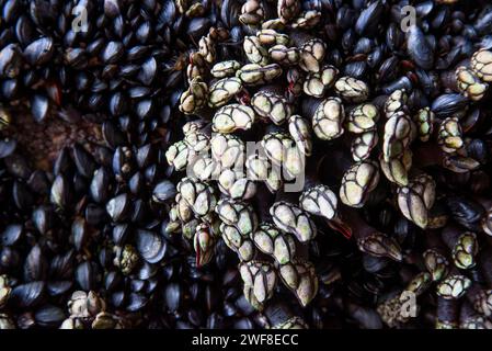 Seafood barnacle clinging to a rock over the ocean Stock Photo - Alamy