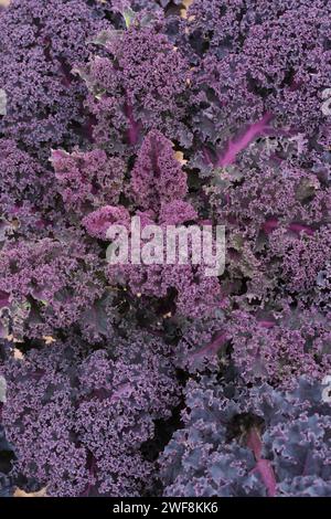 kale Redbor, F1, borecole, Brassica oleracea, Acephala Group, curly ...