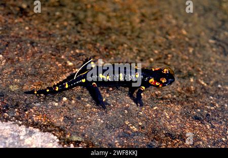 Spanish salamander (Salamandra salamandra bejarae) is a subspecies of ...