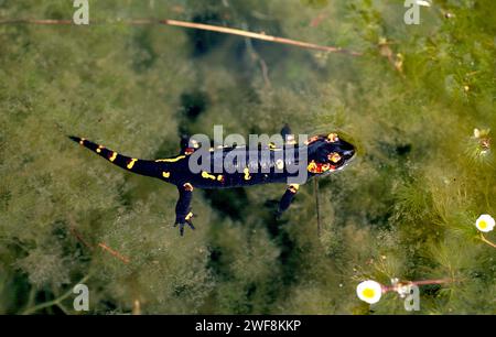 Spanish salamander (Salamandra salamandra bejarae) is a subspecies of ...