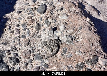 Photo of Liolaemus fabiani lizard in Atacama, Chile Stock Photo - Alamy