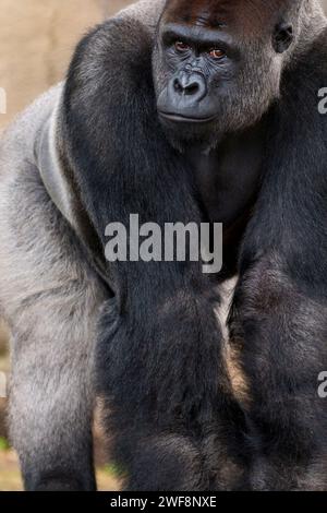 Silverback Gorilla at Taronga Zoo, Sydney, Australia Stock Photo - Alamy