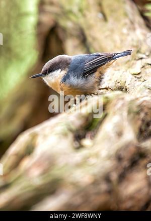 Tiny yet vibrant, the Pygmy Nuthatch, Sitta pygmaea, flits among ...
