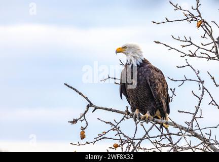 Muddy Bald Eagle Stock Photo - Alamy