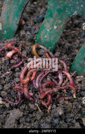 A close up of compost worms Stock Photo - Alamy