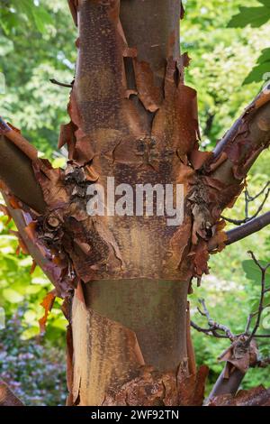Closeup of the peeling bark of Acer griseum commonly known as the ...