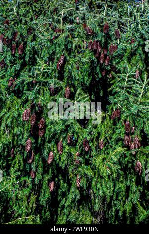 A Tsuga heterophylla - Western hemlock tree - labeled, in the Portland ...