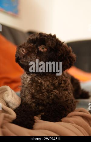 Curly Haired Dog Resting in Rural Landscape Stock Photo - Alamy