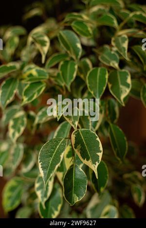 Ficus benjamina Starlight leaves close up Stock Photo - Alamy