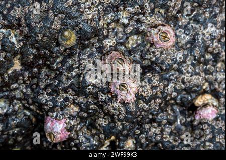Pink barnacles, Riambel Beach, Mauritius, East Africa Stock Photo - Alamy