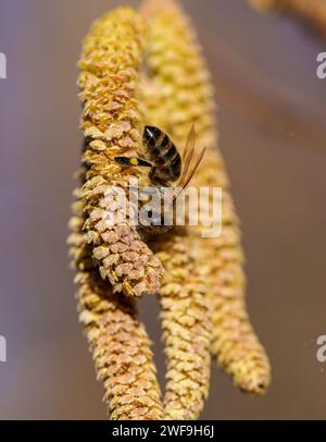 Pollination by bees earrings hazelnut. Flowering hazel hazelnut. Hazel ...