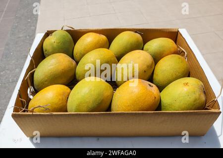 fresh ripe Hapus mangoes arranged on green leaf with water droplets ...