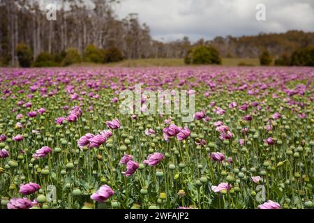 Poppy Field in Tasmania - Australia Stock Photo - Alamy
