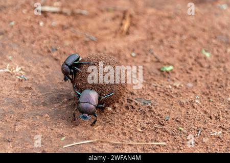 Dung beetle rolling dung in Zimanga Private Reserve, South Africa ...