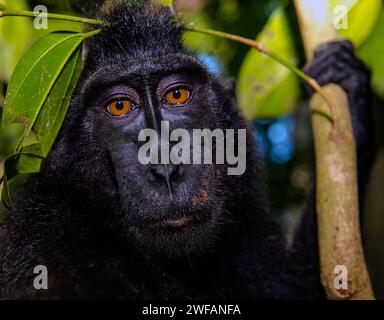 Portrait of Crested Black Macaques (Macaca nigra) in Tangkoko Nature ...