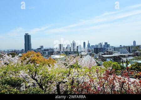 Cherry blossoms with city views of Kobe, Japan Stock Photo - Alamy