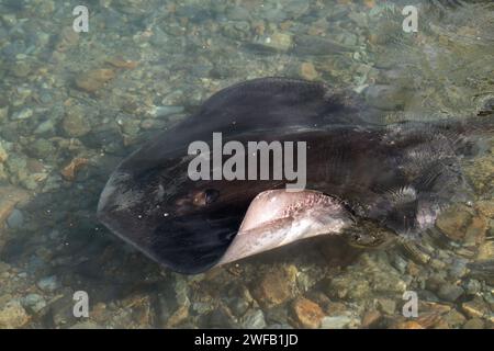 Short-Tailed Stingray, Bathytoshia brevicaudata, Elaine Bay, Pelorus ...