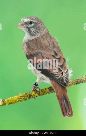 Damara canary, Serinus alario leucolaema Stock Photo - Alamy