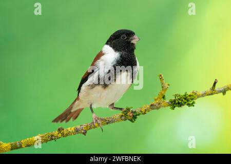 black-headed canary, Serinus alario alario Stock Photo - Alamy