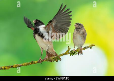 black-headed canary, Serinus alario alario Stock Photo - Alamy