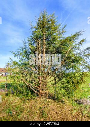 Roadside evergreen tree stripped of half its branches by mechanised ...