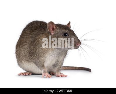 Adorable brown pet rat, standing diagonal. Nose and head up sniffing ...