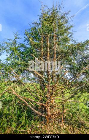 Roadside evergreen tree stripped of half its branches by mechanised ...